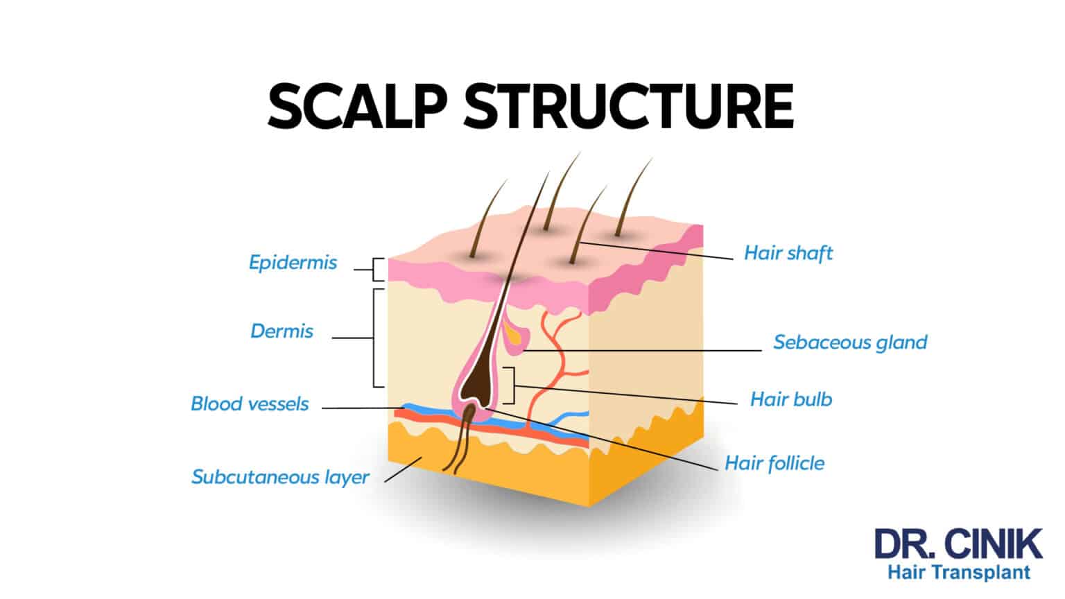 Hair Follicles: Definition, Diseases and Treatments | Dr Cinik