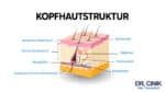 Haarzyklus erklärt: Wachstumsphasen, Haarstruktur und Einflussfaktoren