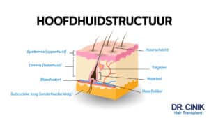 De Haarcyclus Uitgelegd: Fasen, Anatomie en Factoren | Dr Cinik